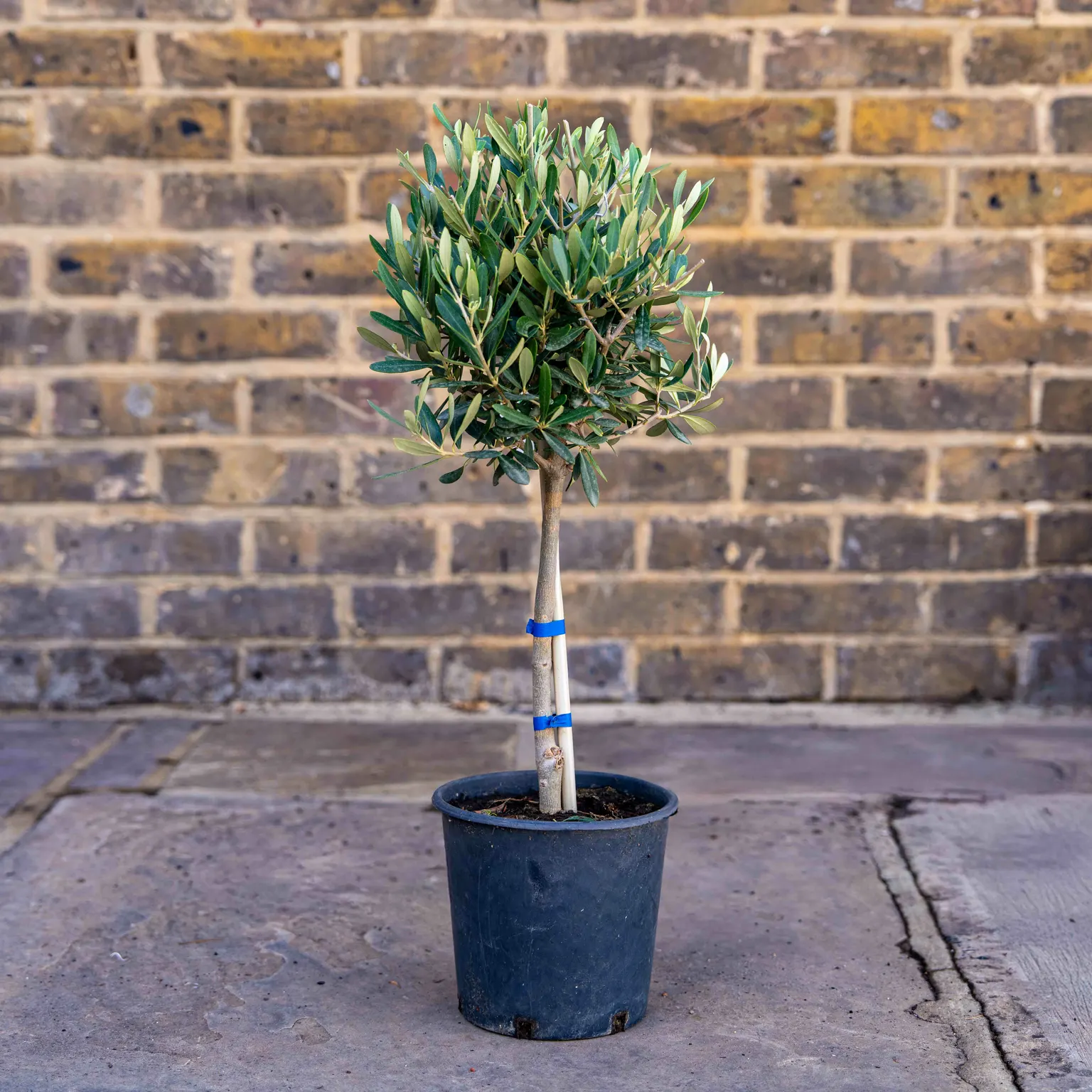 Olea europaea Standard (Pot Size 16cm) Olive Tree - The Boma Garden Centre