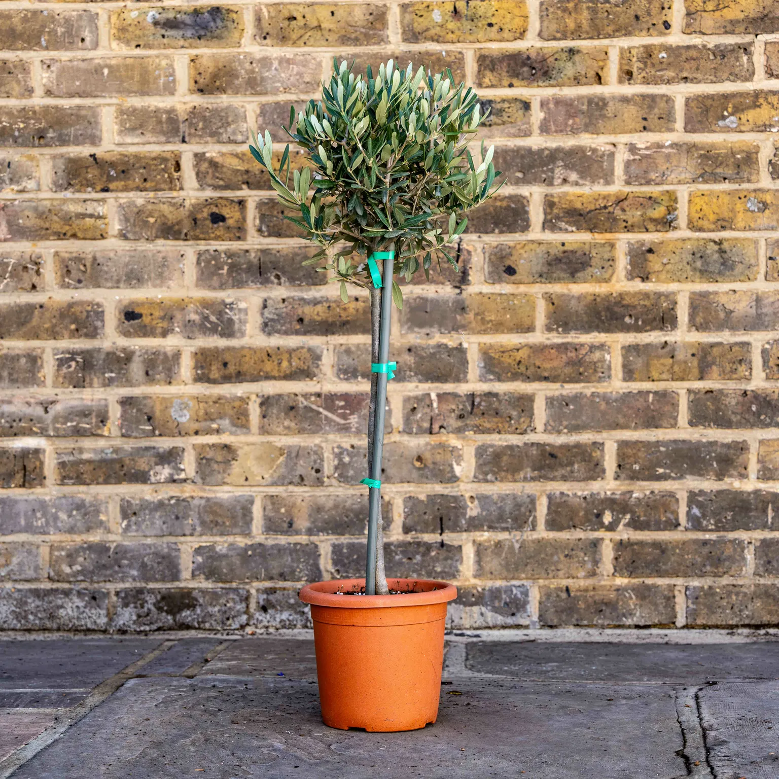 Olea europaea Standard (Pot Size 18cm) Olive Tree - The Boma Garden Centre