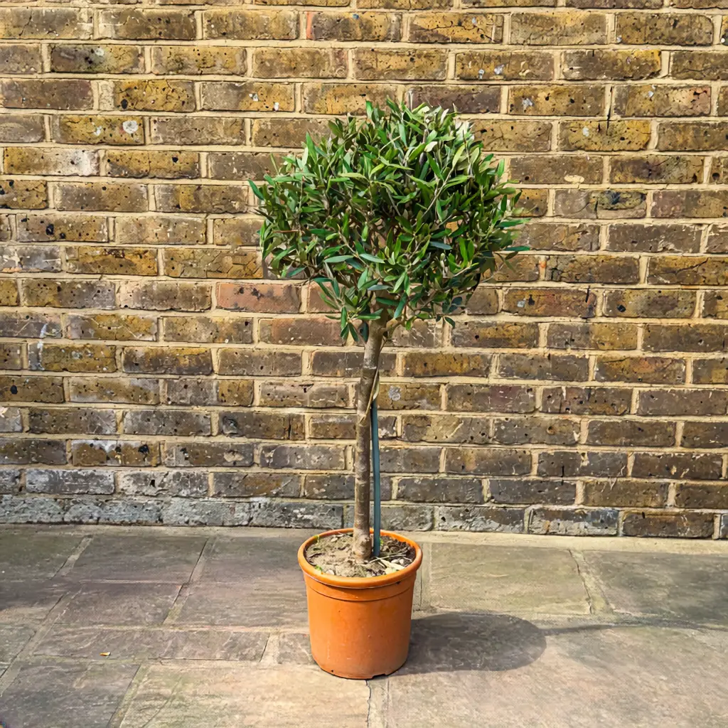 Olea europaea Standard (Pot Size 20cm) Olive Tree - The Boma Garden Centre