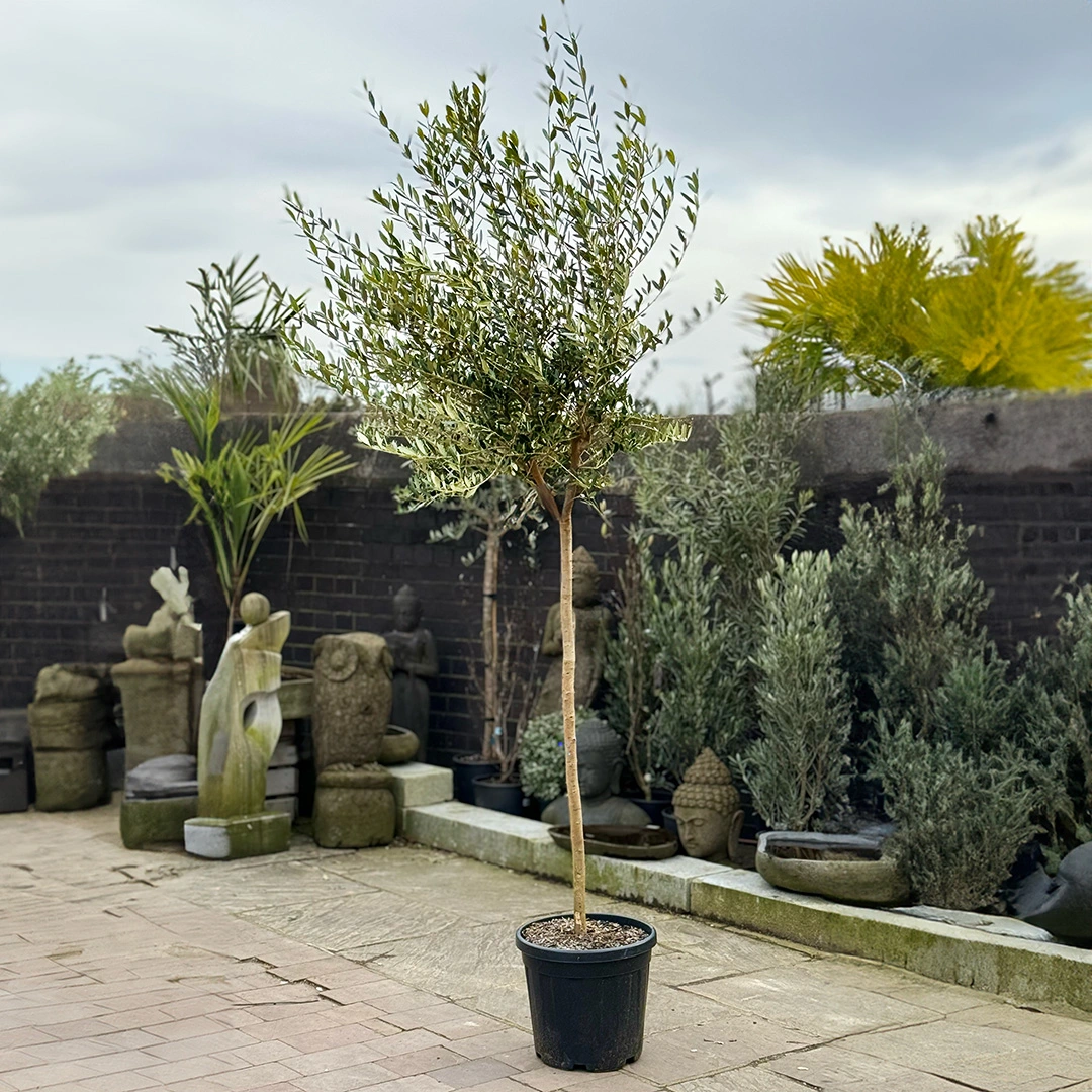 Olea europaea Standard (Pot Size 25L) Olive Tree - The Boma Garden Centre