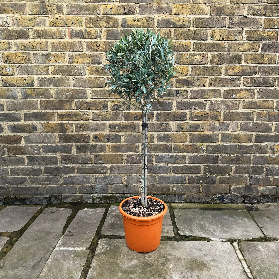 Olea europaea Standard (Pot Size 9L) Olive Tree - The Boma Garden Centre
