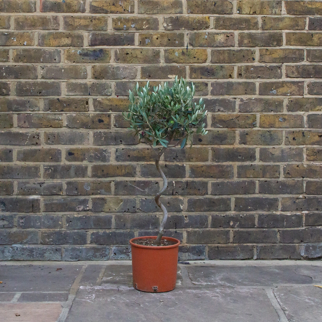 Olea europaea Standard Spiral (4L) Spiral Stem Olive Tree - The Boma ...