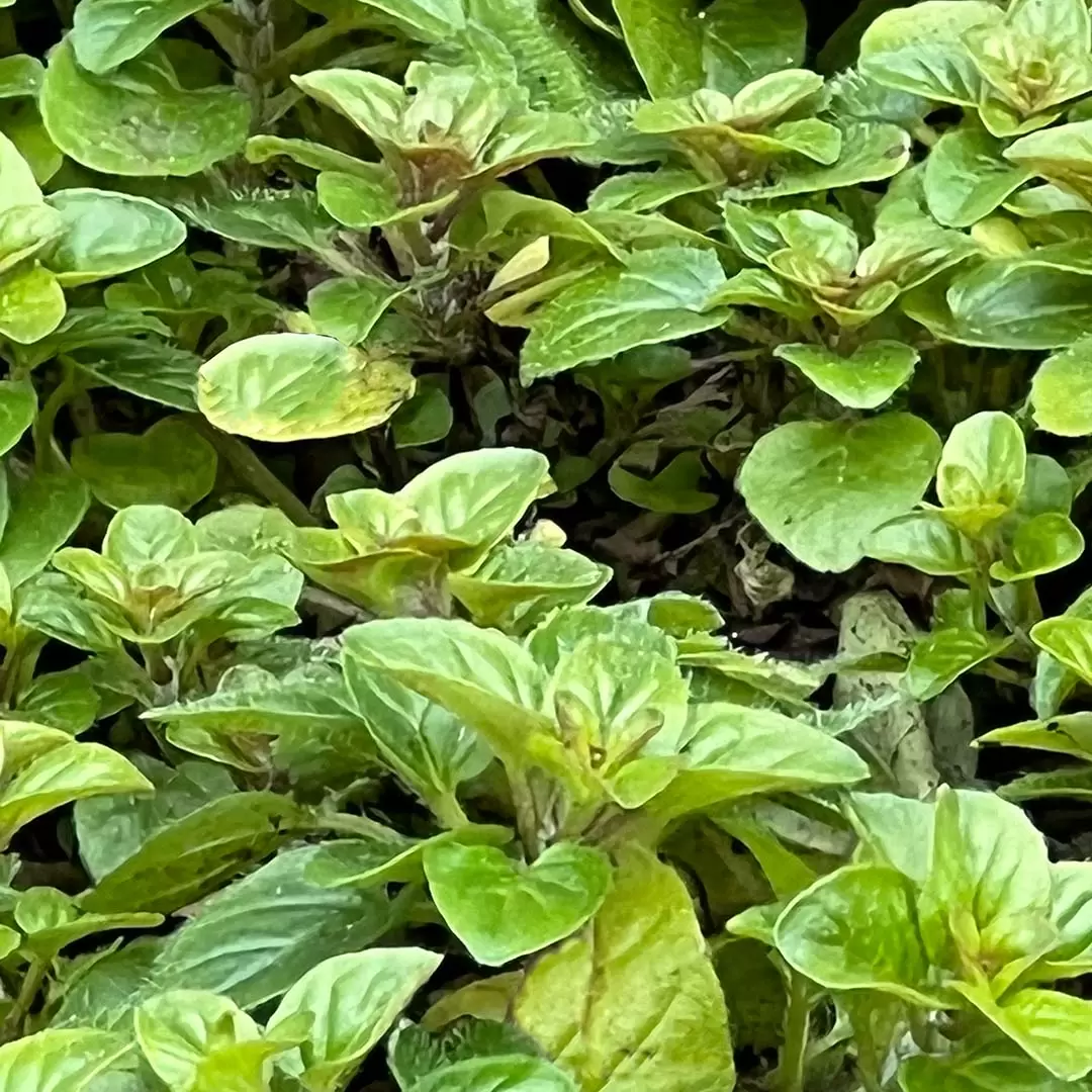 Origanum majorana 'Aureum' ( Pot Size 1L) - Golden marjoram - The Boma ...