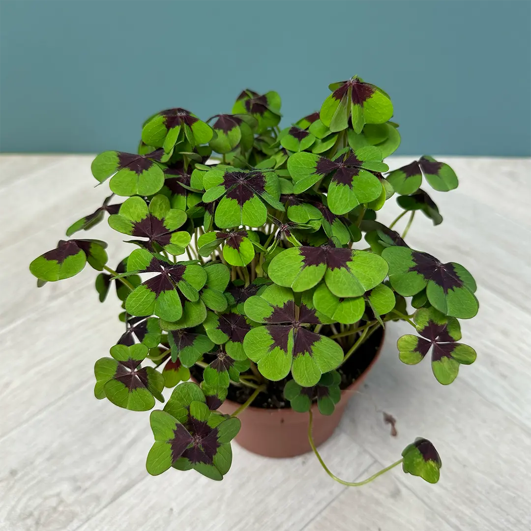 Oxalis deppei (Pot Size 13cm) Four-Leaf Clover - The Boma Garden Centre