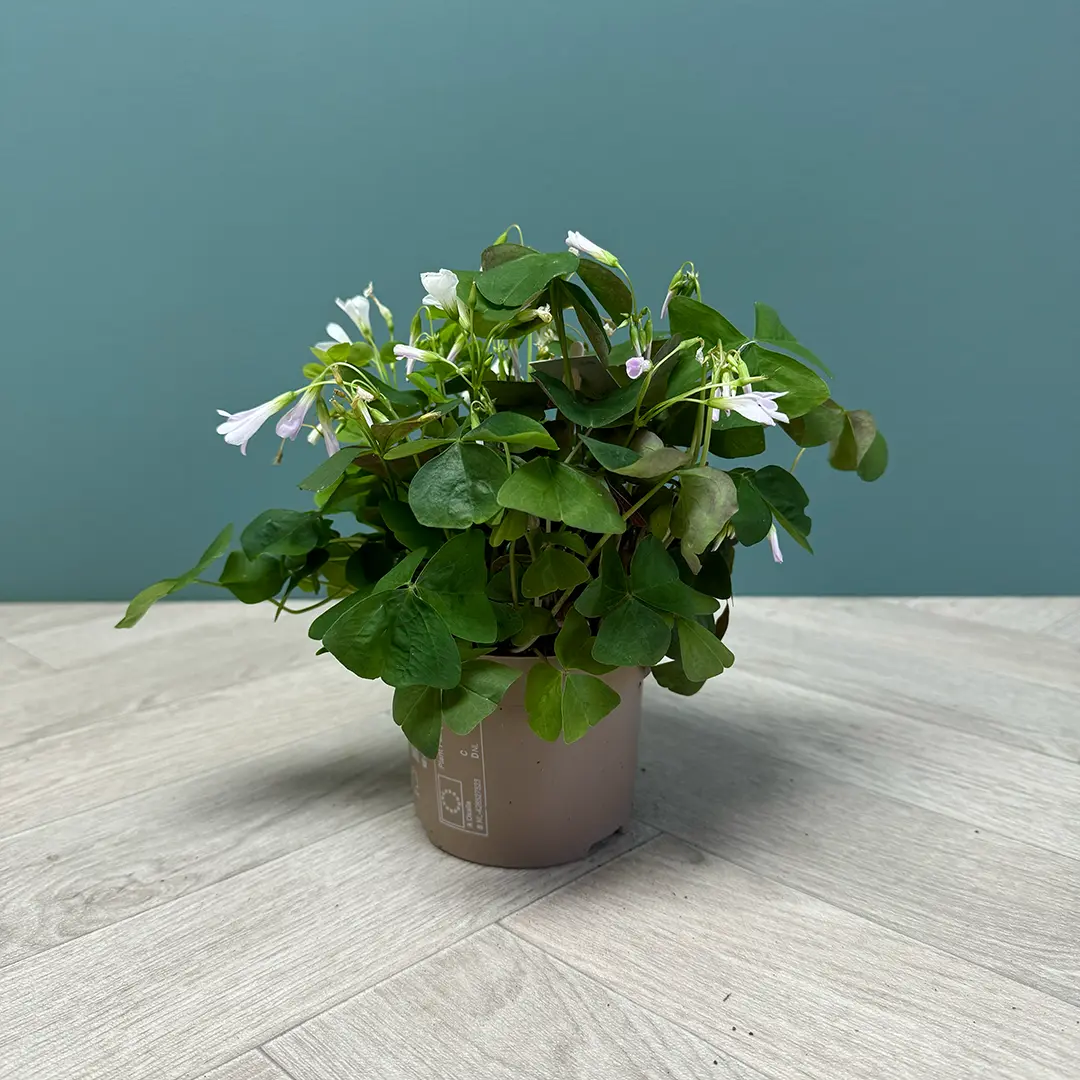 Oxalis Papilionacea (Pot Size 12cm) Butterfly Oxalis - The Boma Garden ...