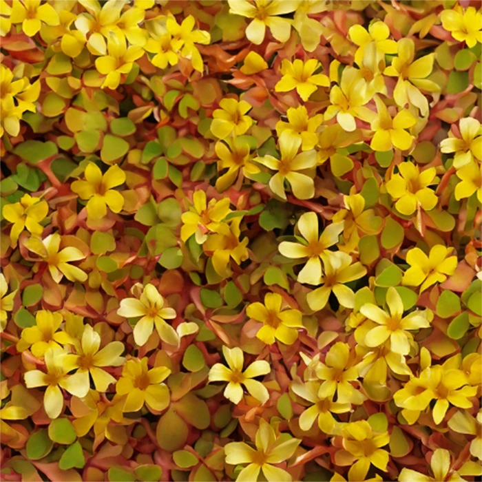Oxalis Spiralis 'Sunset Velvet' (Pot Size 13cm) Sunset Velvet Oxalis ...