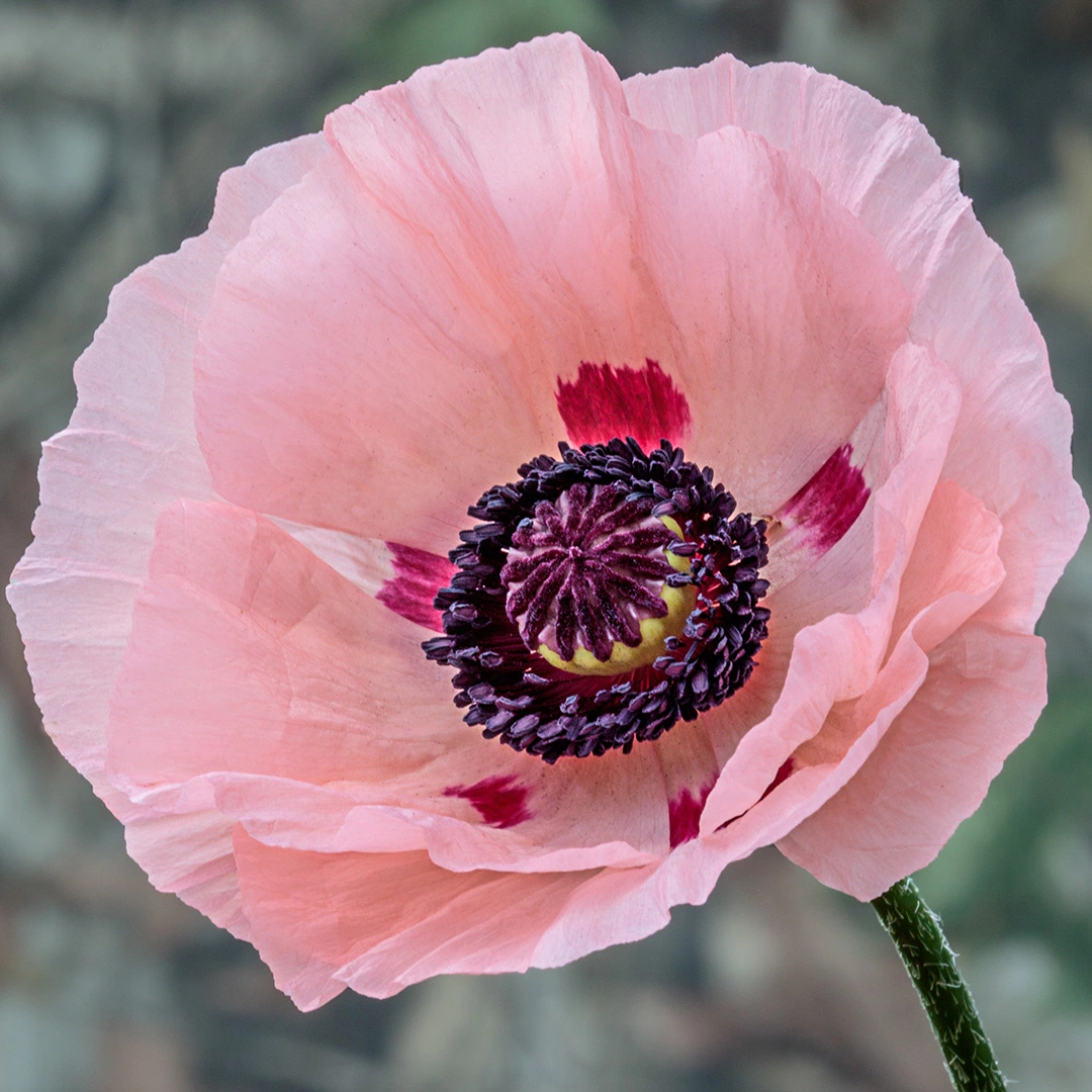Papaver orientale 'Princess Victoria Louise' (Pot Size 3L) - Pink Poppy ...