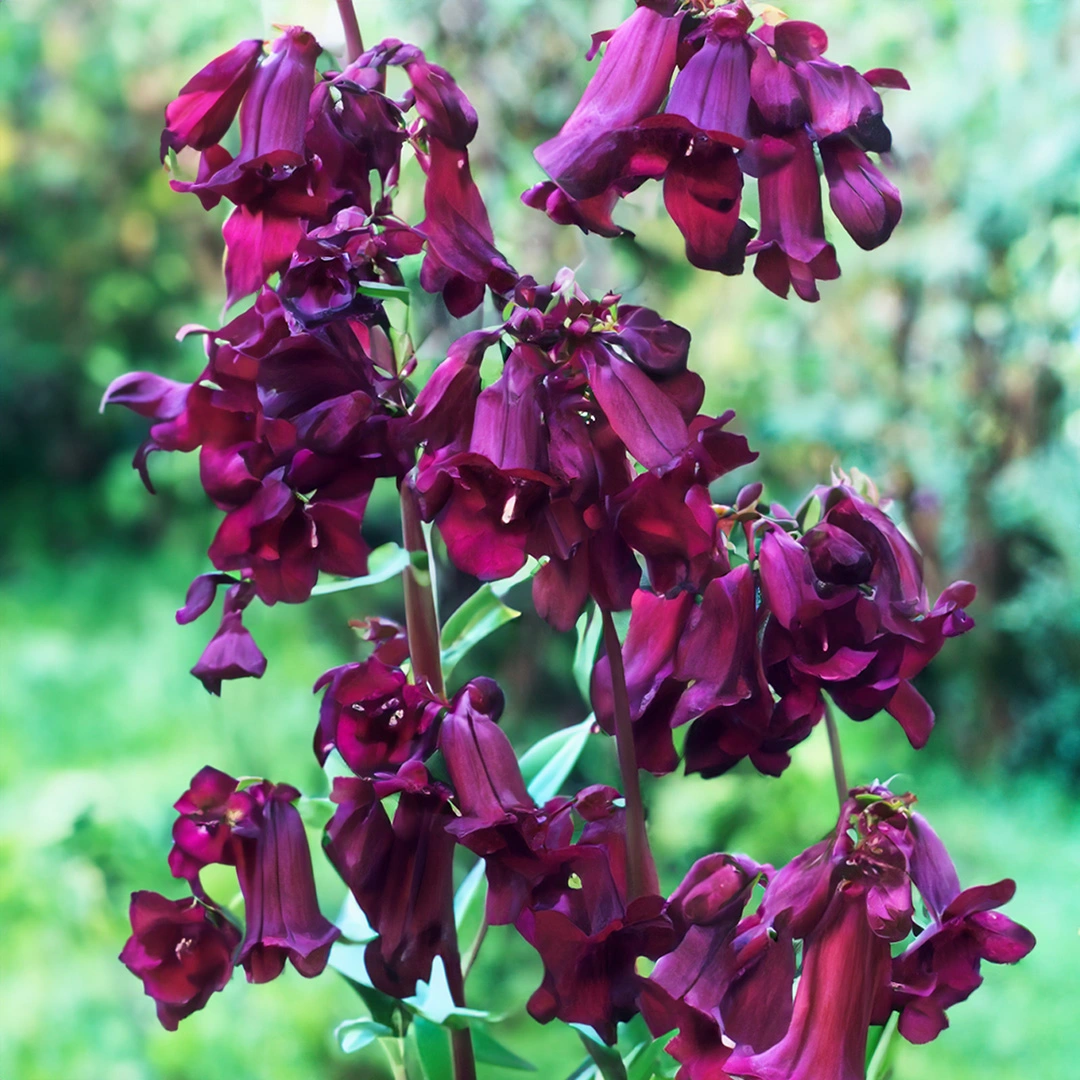Penstemon 'Pensham Plum Jerkum' (Pot Size 3L) Plum Jerkum Penstemon ...