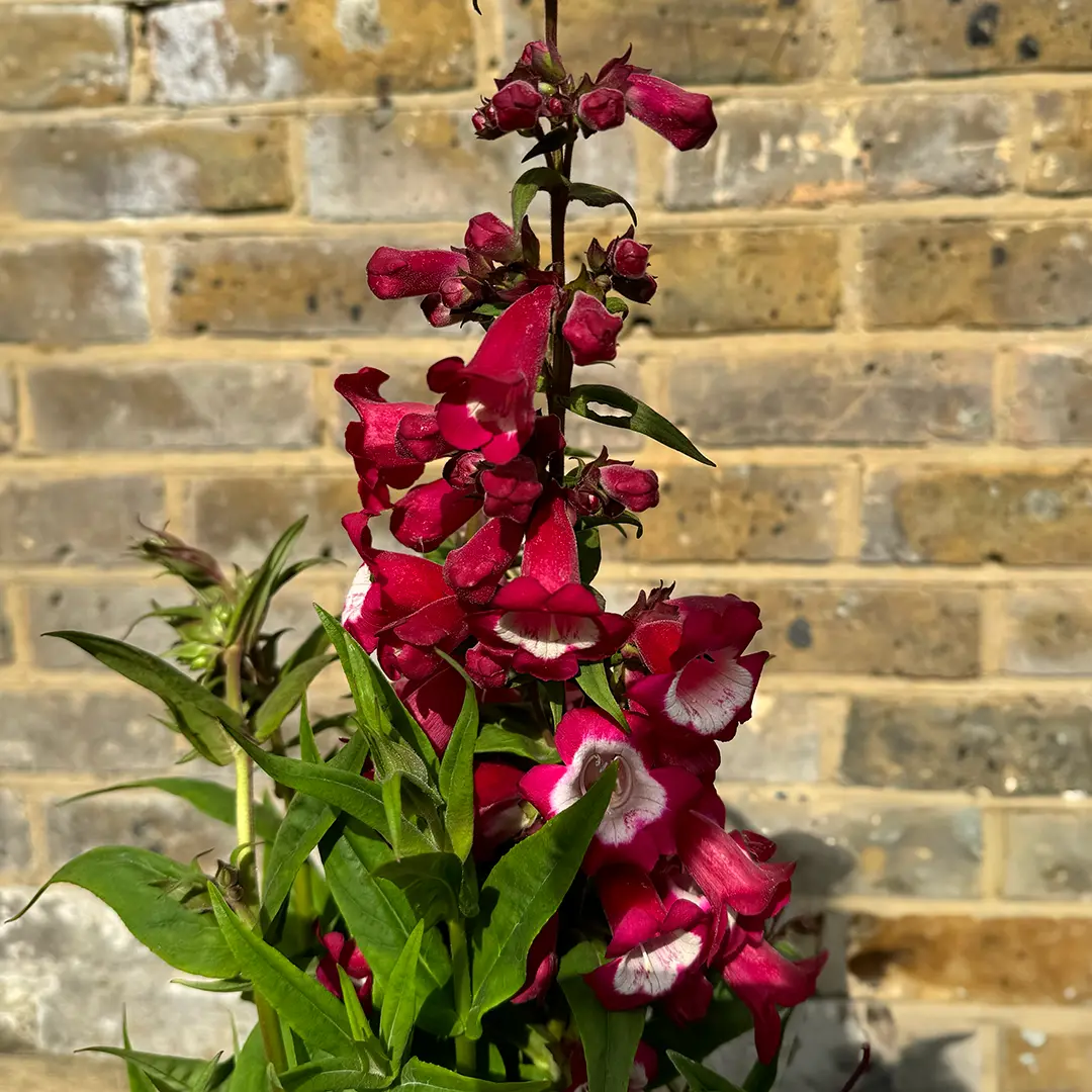 Penstemon 'Phoenix Magenta' (Pot Size 3L) Beardtongue - The Boma Garden ...