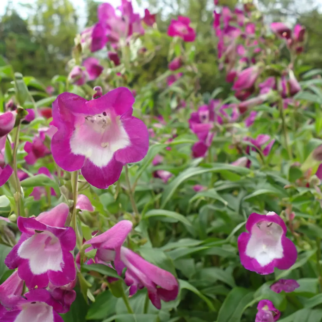Penstemon 'Phoenix Violet' (Pot Size 3L) - The Boma Garden Centre