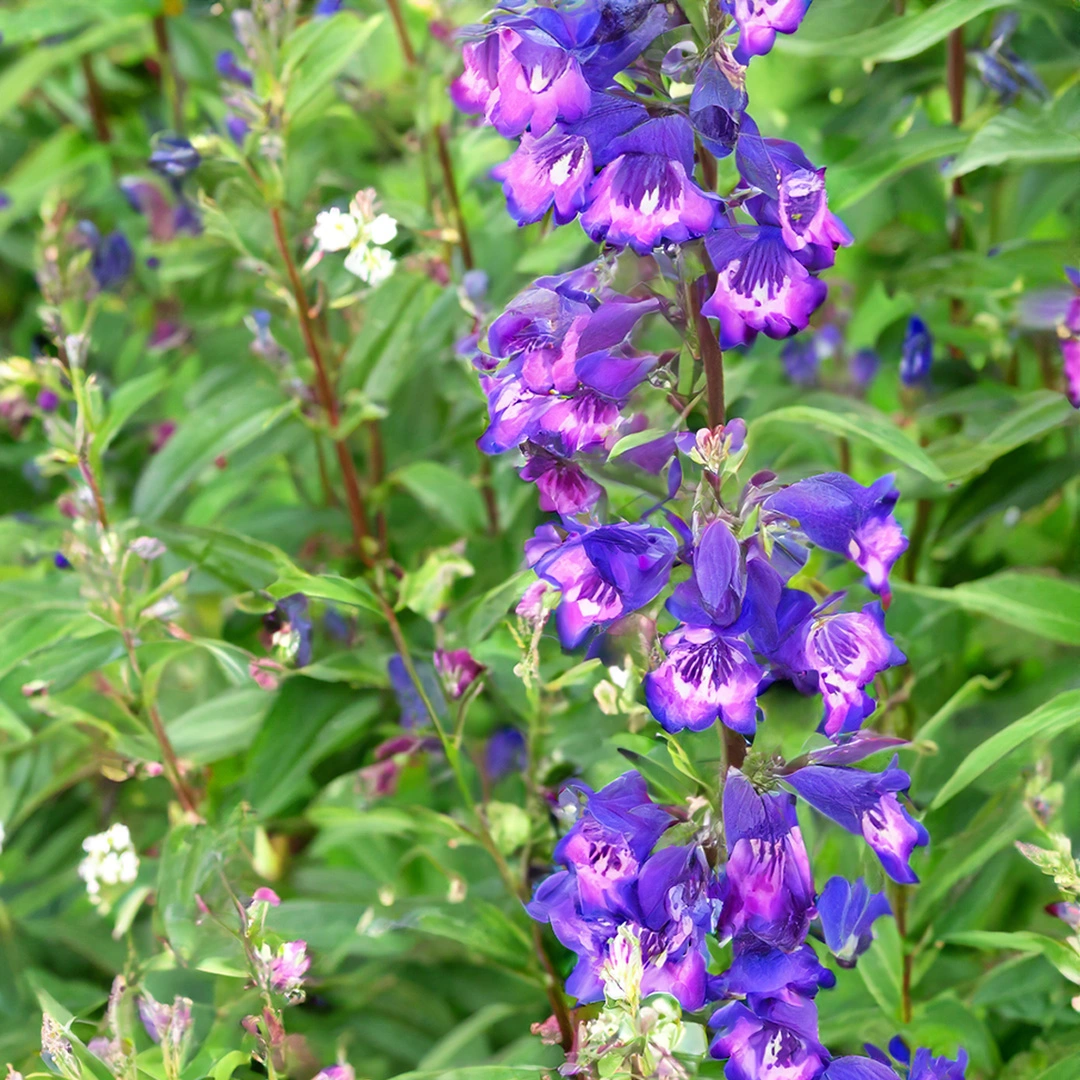 Penstemon 'Sour Grapes' (Pot Size 3L) Sour Grapes Penstemon - The Boma ...