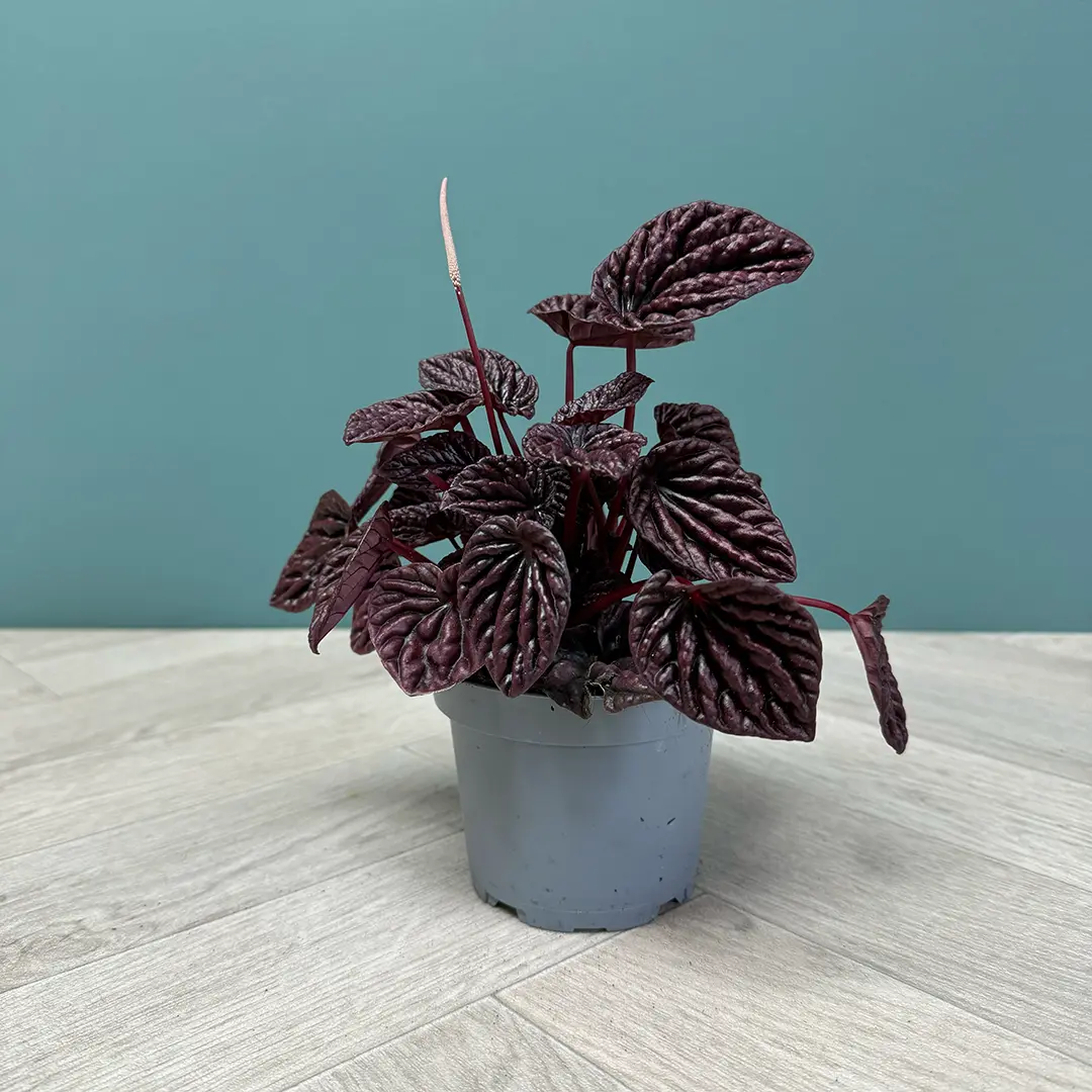 Peperomia caperata 'Red Luna' (Pot Size 11cm) - The Boma Garden Centre