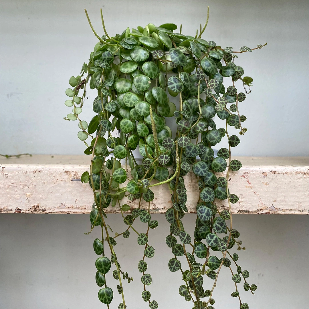 Peperomia prostrata (Pot Size 11cm) String of Turtles - The Boma Garden ...