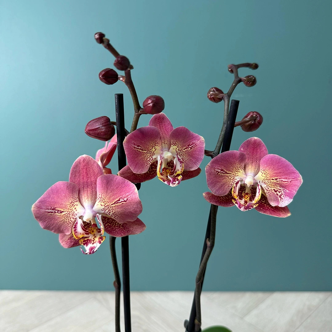 Phalaenopsis 'Dragon Heart' (Pot Size 12cm) Moth Orchid - The Boma ...