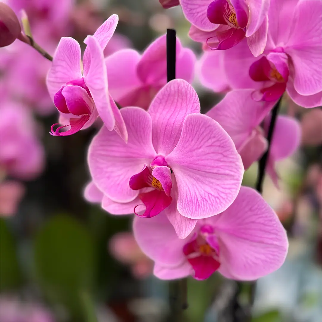 Phalaenopsis 'Supreme' (Pot Size 12cm) Moth orchid - The Boma Garden Centre