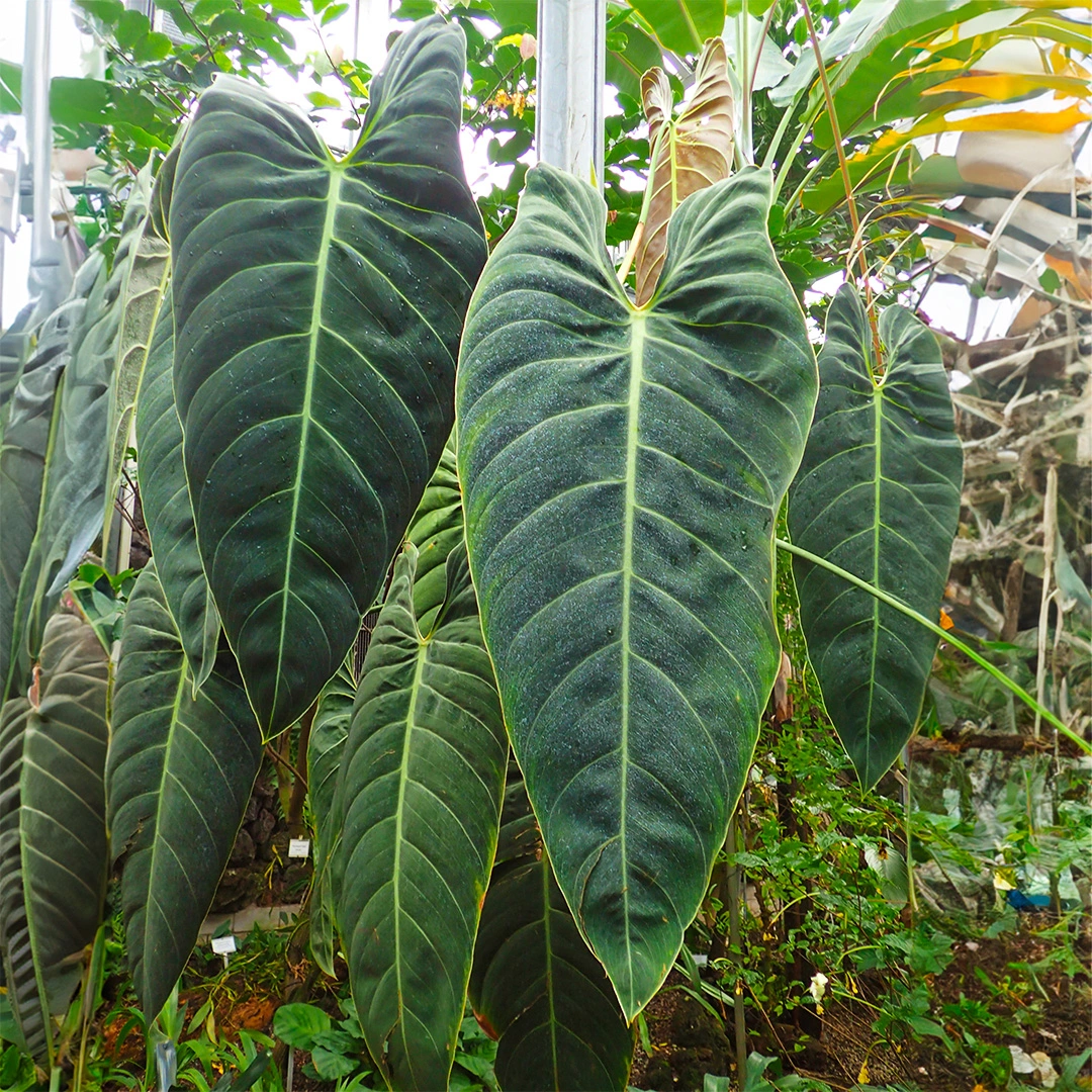 Philodendron melanochrysum (Pot Size 9cm) Black gold Philodendron - The ...