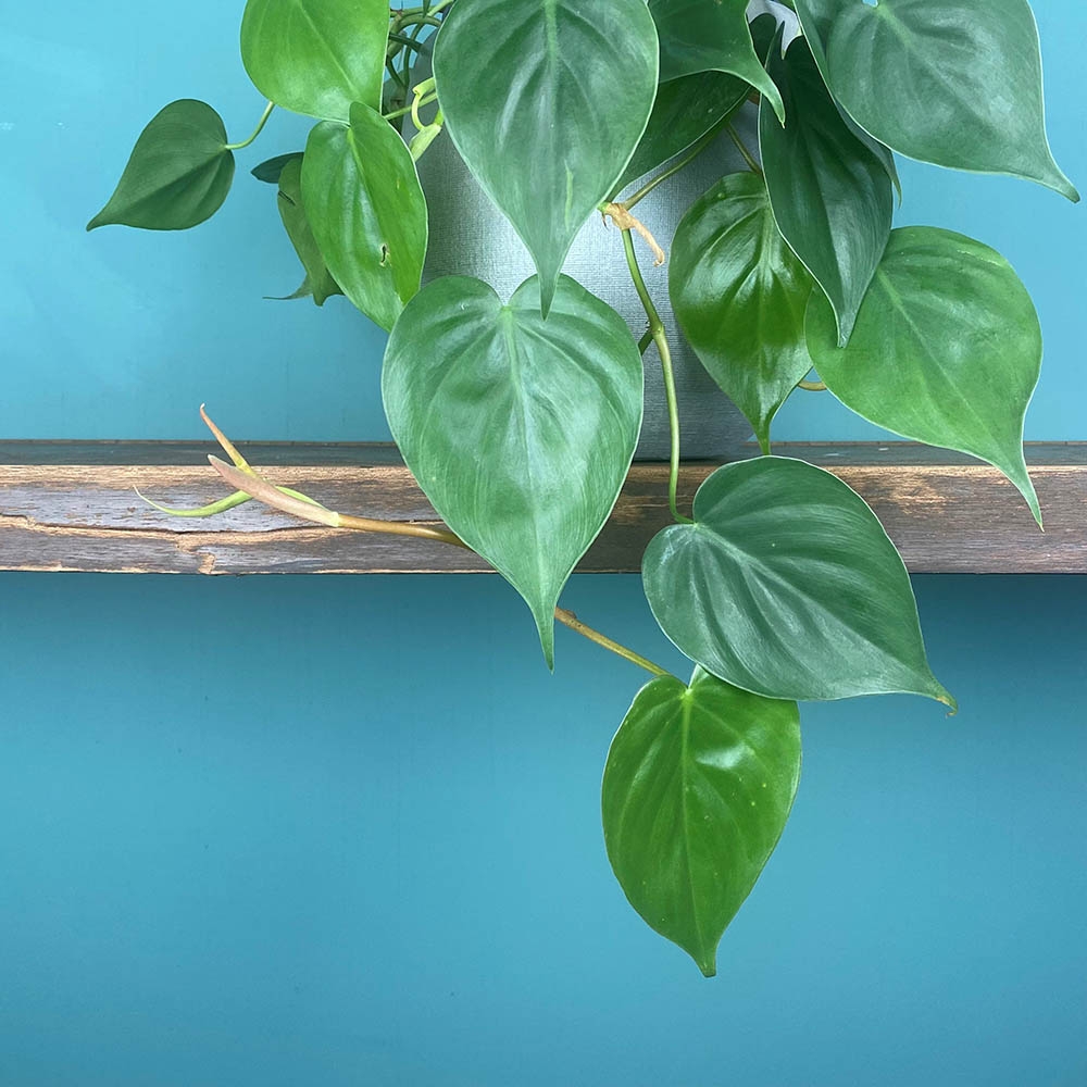 Philodendron scandens (Hanging Pot 15cm) Heartshaped philodendron - The ...