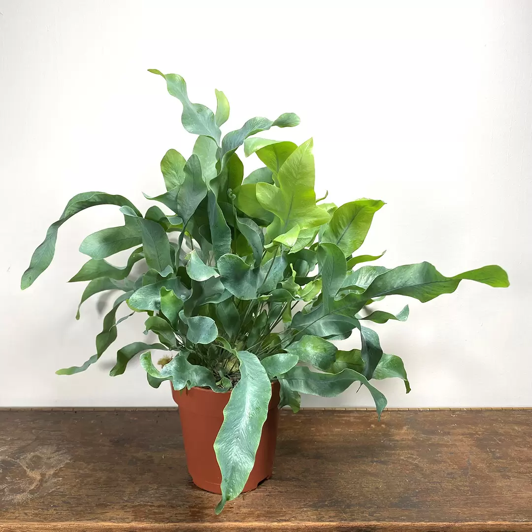 Phlebodium aureum 'Blue Star' (Pot Size 12cm) Blue Star Fern - The Boma ...