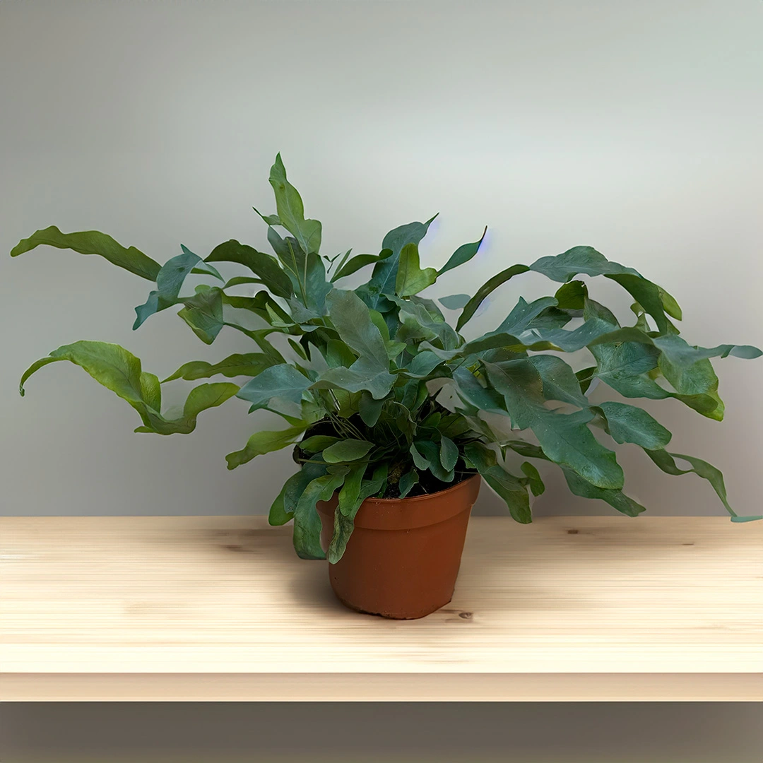 Phlebodium aureum 'Blue Star' (Pot Size 18cm) Blue Star Fern - The Boma ...