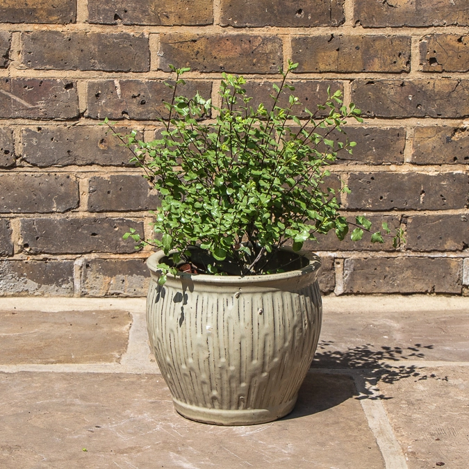Pittosporum Tenufolium 'Wrinkled Blue' (2L) - Wrinkled Kohuhu - The ...