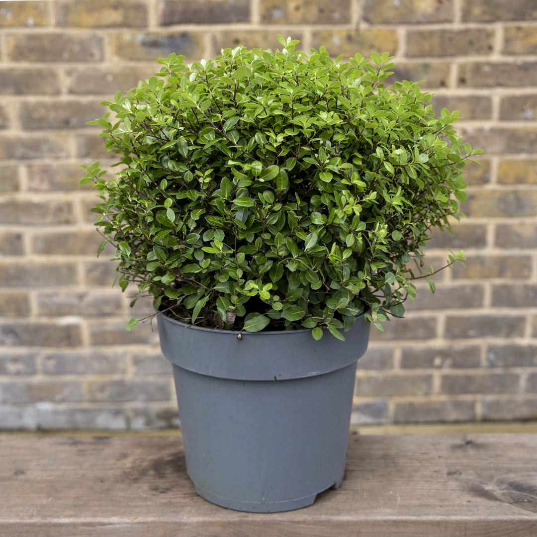 Pittosporum tenuifolium ‘Golf Ball’ (Pot Size 10L) - The Boma Garden Centre