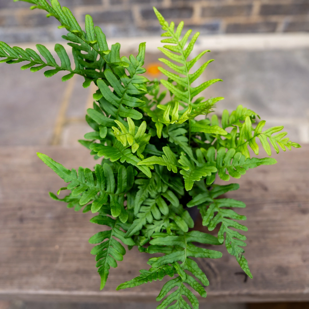 Polypodium Vulgare (Pot Size 1.5L) Common Polypody - The Boma Garden Centre