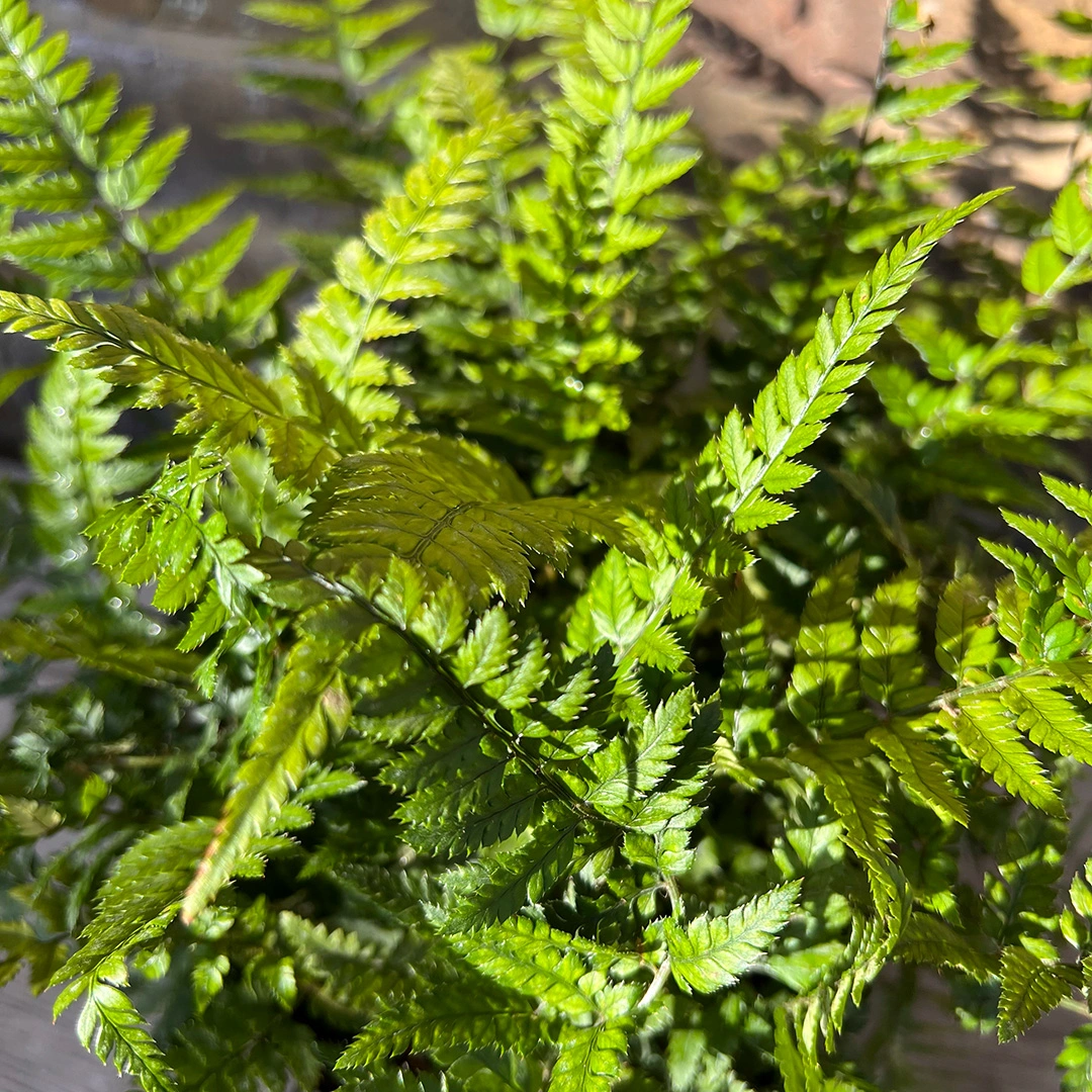 Polystichum tsussimense (Pot Size 11cm) Korean Rock Fern - The Boma ...