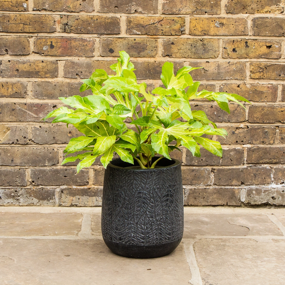 Potted Fatsia Japonica 'Camouflage' - Suez Black Pot - The Boma Garden ...