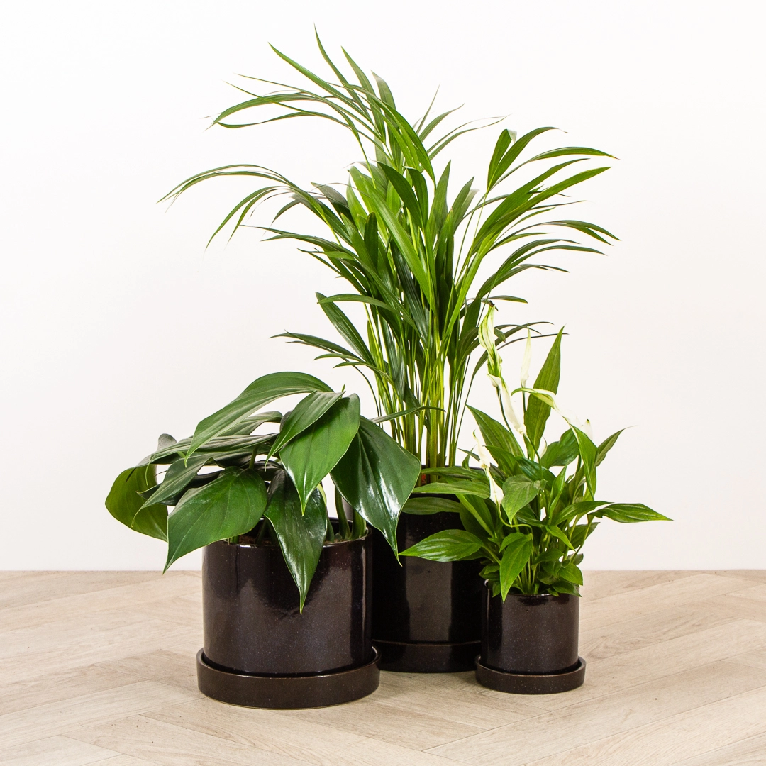 Potted Houseplant Trio GIft Set - The Boma Garden Centre