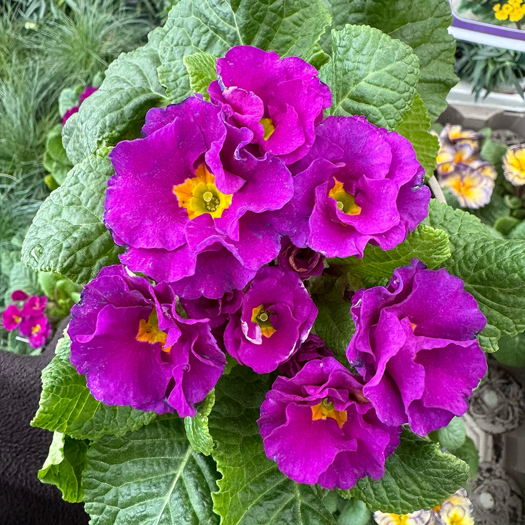 Primula 'Primlet Purple' (Pot Size 10.5cm) - The Boma Garden Centre