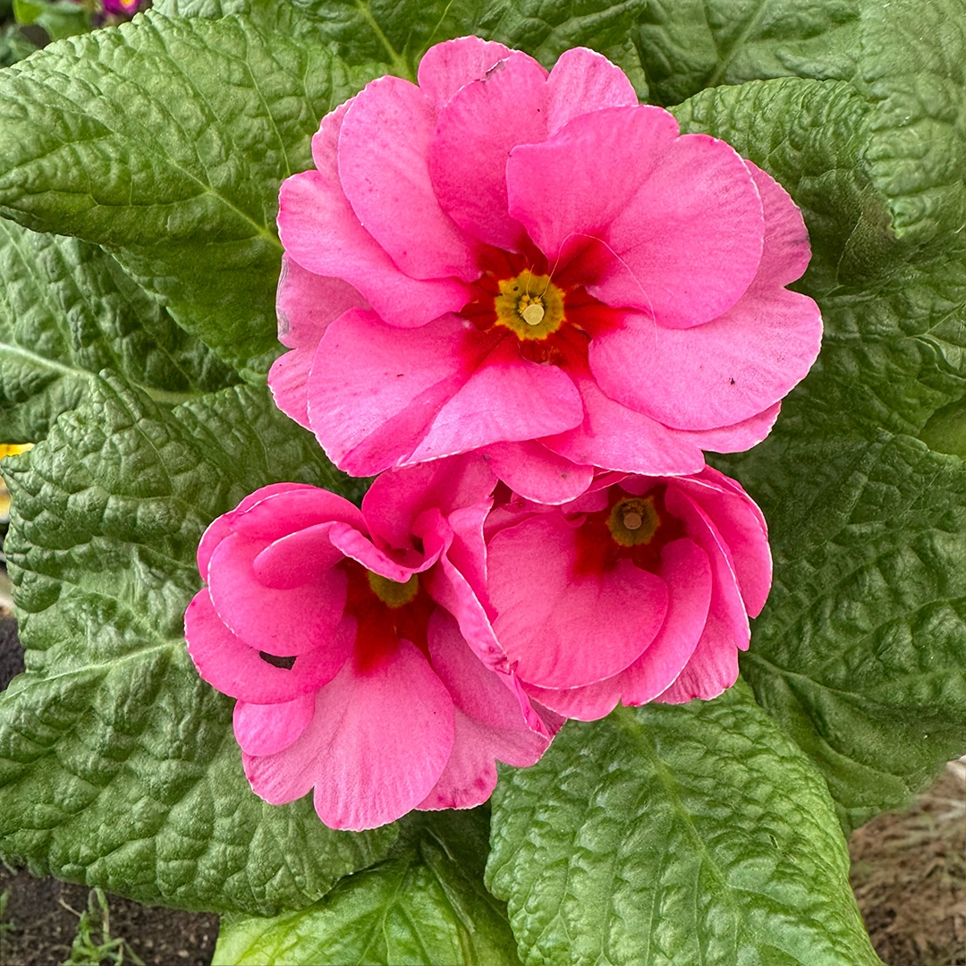 Primula 'Raspberry' (Pot Size 10.5cm) Raspberry Primrose - The Boma Garden Centre