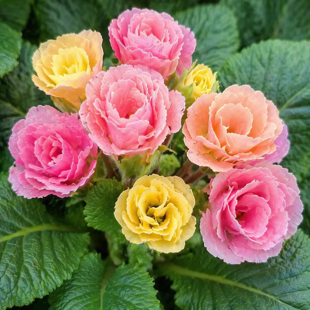 Primula Rosebud 'Tutti Frutti' (Pot Size 10.5cm) Rose Bud Primrose ...