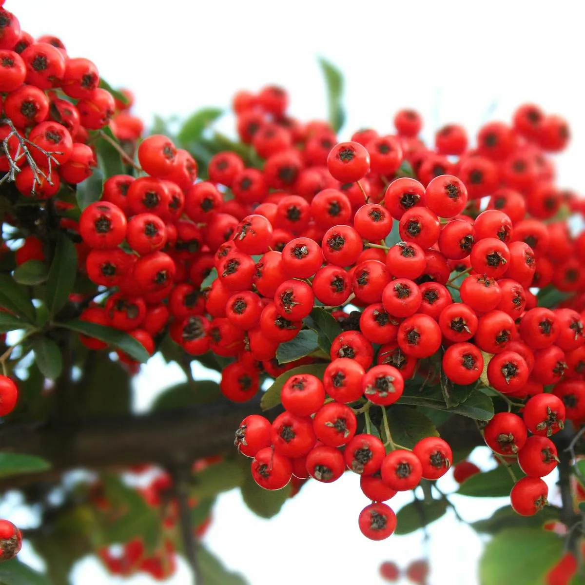 Pyracantha 'Red Column' (Pot Size 3L) - Firethorn - The Boma Garden Centre
