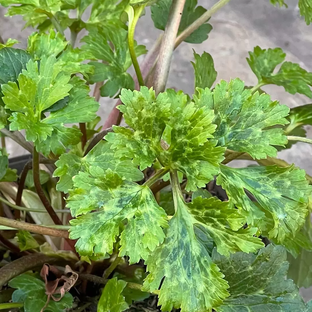 Ranunculus Rococo Pink (Pot Size 2L) - The Boma Garden Centre