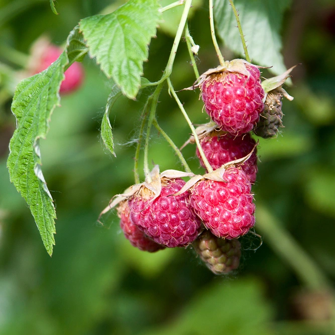Raspberry 'Glen Ample' (Pot Size 3l) Raspberry - The Boma Garden Centre