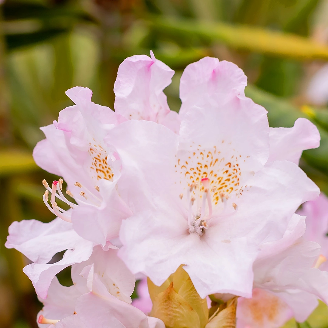 Rhododendron 'Dwarf Pintail' (Pot Size 3L) - The Boma Garden Centre