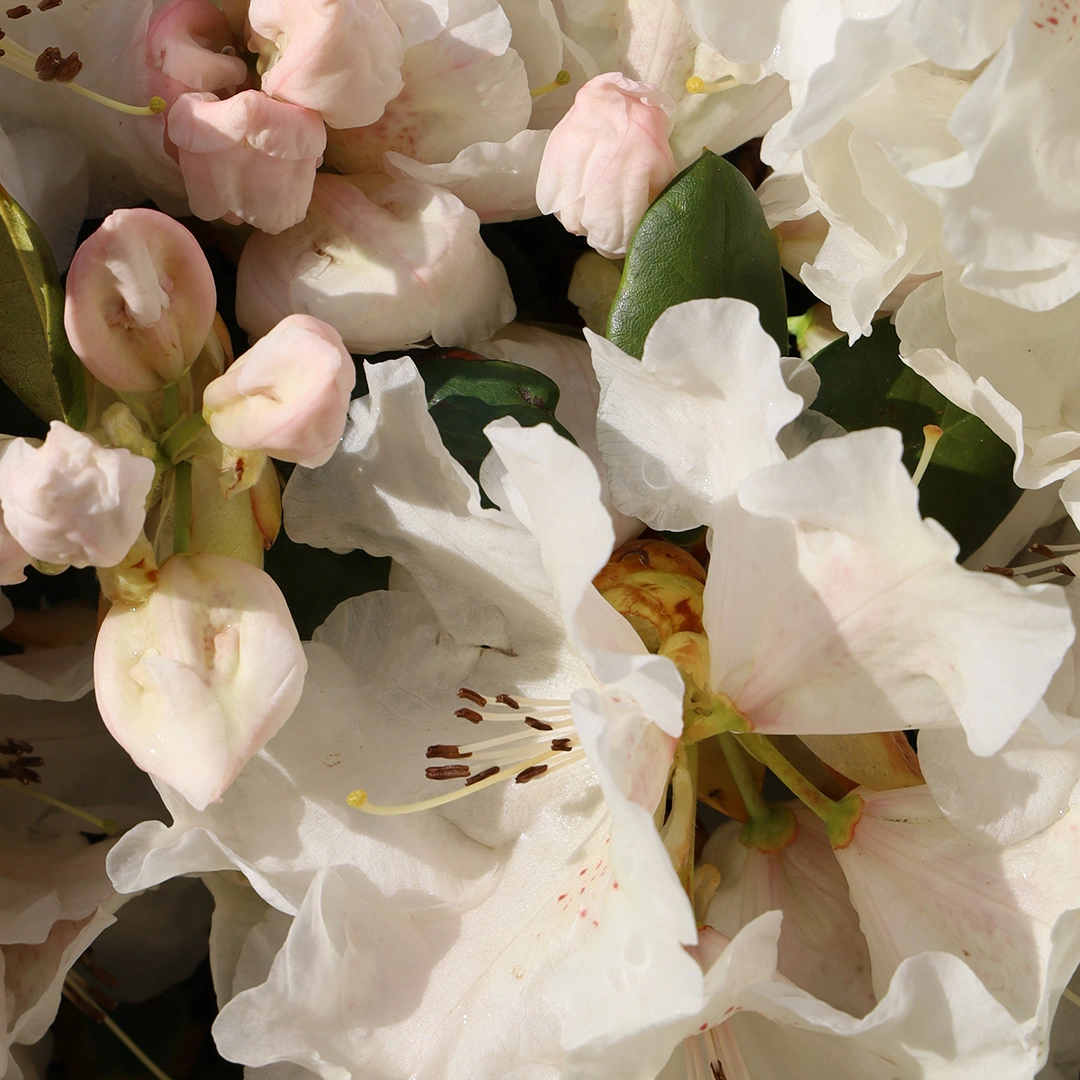 Rhododendron 'Dwarf Tinkerbird' (Pot Size 3L) - The Boma Garden Centre