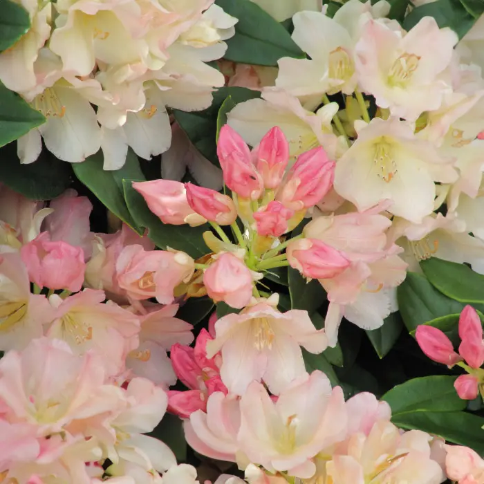 Rhododendron 'Golden Torch' (Pot Size 3L) - The Boma Garden Centre
