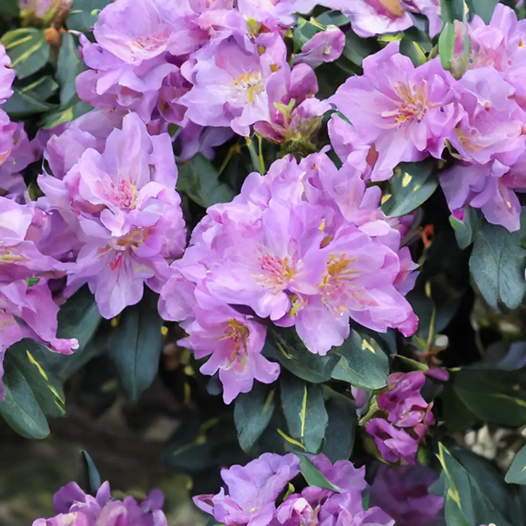 Rhododendron 'Goldflimmer' (Pot Size 7.5L) Variegated Rhododendron ...
