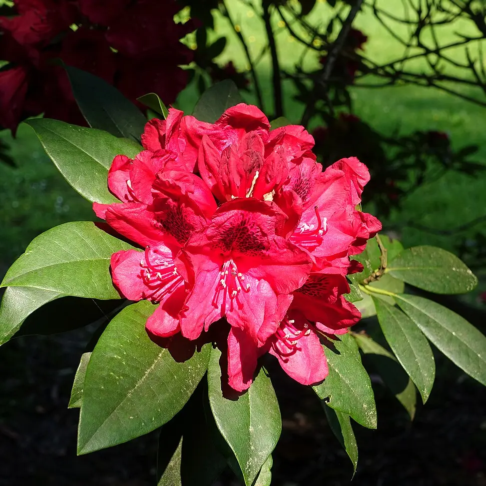 Rhododendron 'Lord Roberts' (Pot Size 7.5L) - The Boma Garden Centre
