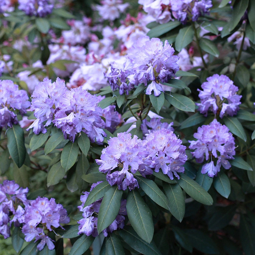 Rhododendron 'Night Sky' (Pot Size 3L) - The Boma Garden Centre