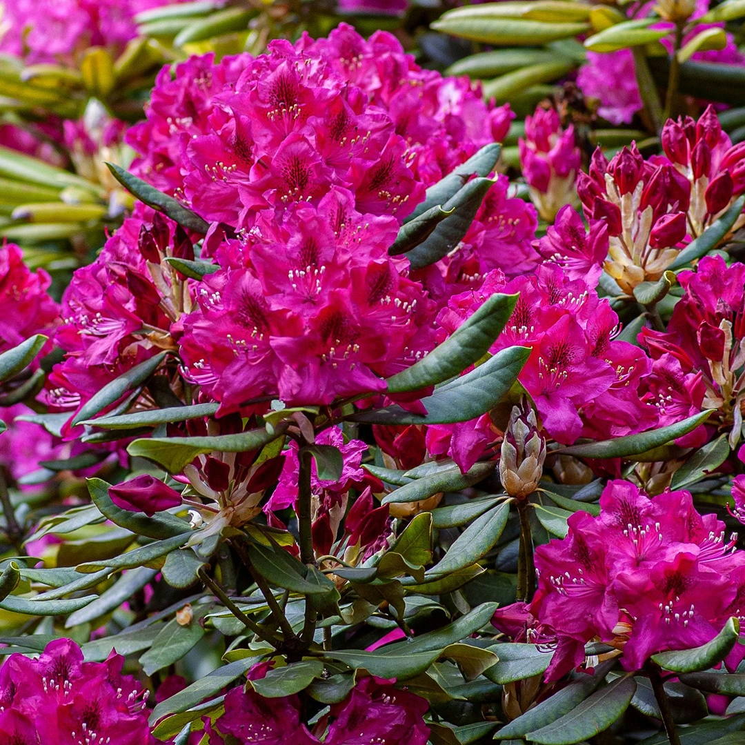 Rhododendron 'Polar Night' (Pot Size 7.5L) - The Boma Garden Centre