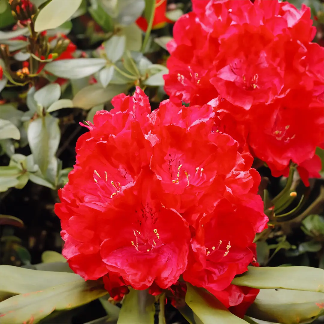 Rhododendron 'Wilgen's Ruby' (Pot Size 7.5L) - The Boma Garden Centre