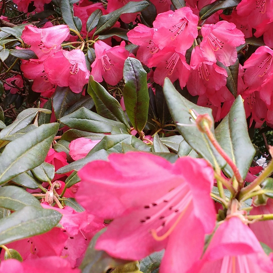 Rhododendron yakushimanum 'Surrey Heath' (Pot Size 3ltr) Rhododendron ...