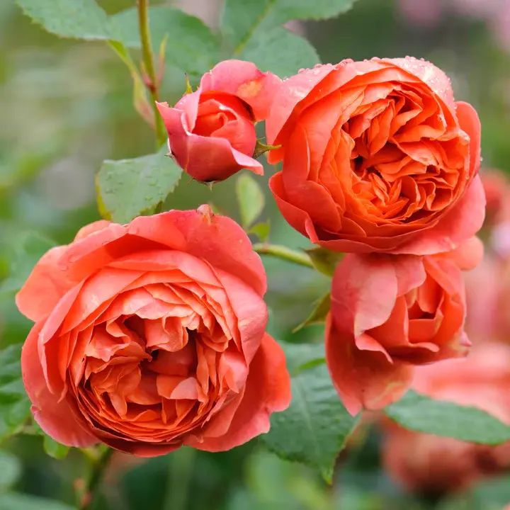 Rosa 'Summer Song' Austango - David Austin Rose - The Boma Garden Centre