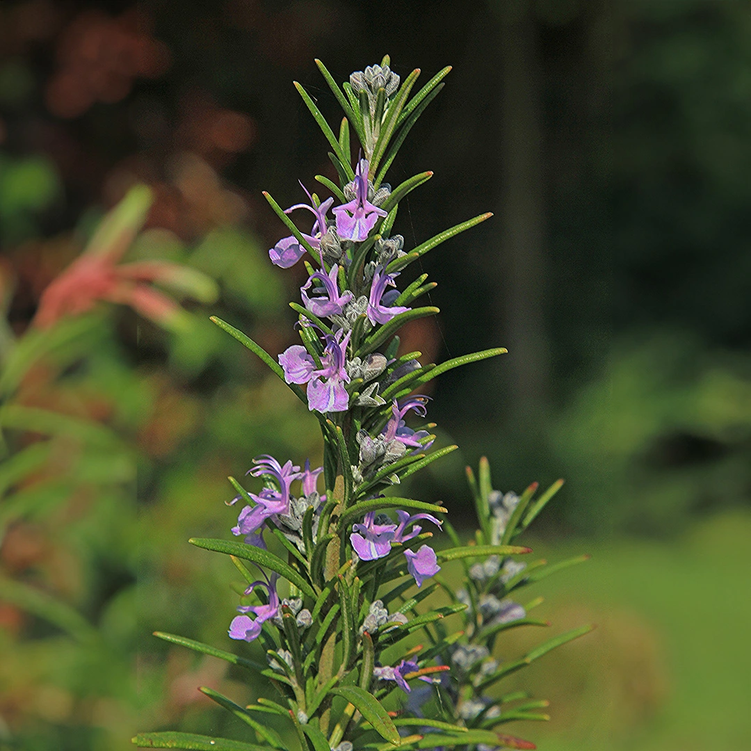 Rosemary Roseus (3L) Pink Rosemary - The Boma Garden Centre