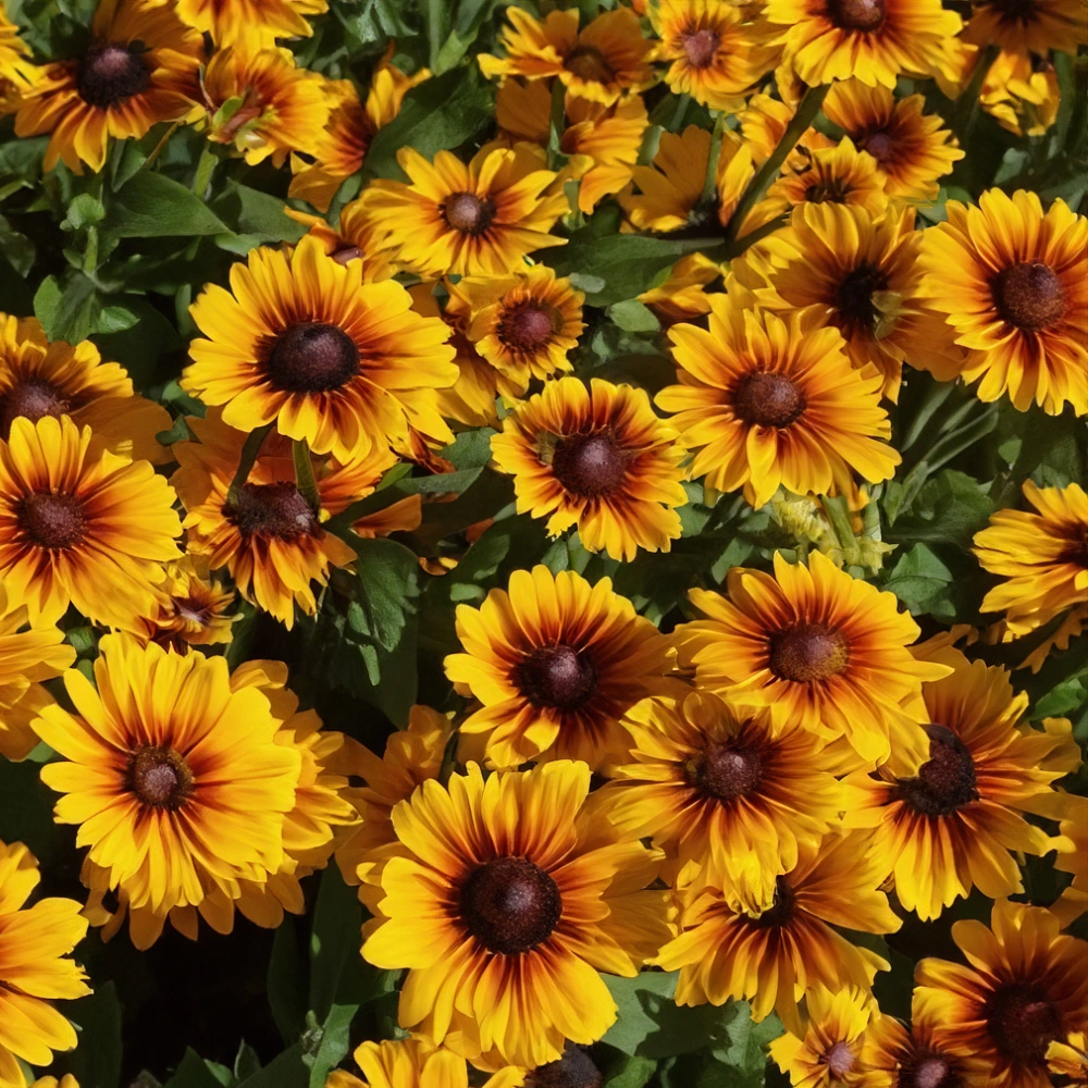 Rudbeckia hirta ‘Kissing SmileyZ’ (Pot Size 3L) Kissing SmileyZ Black ...