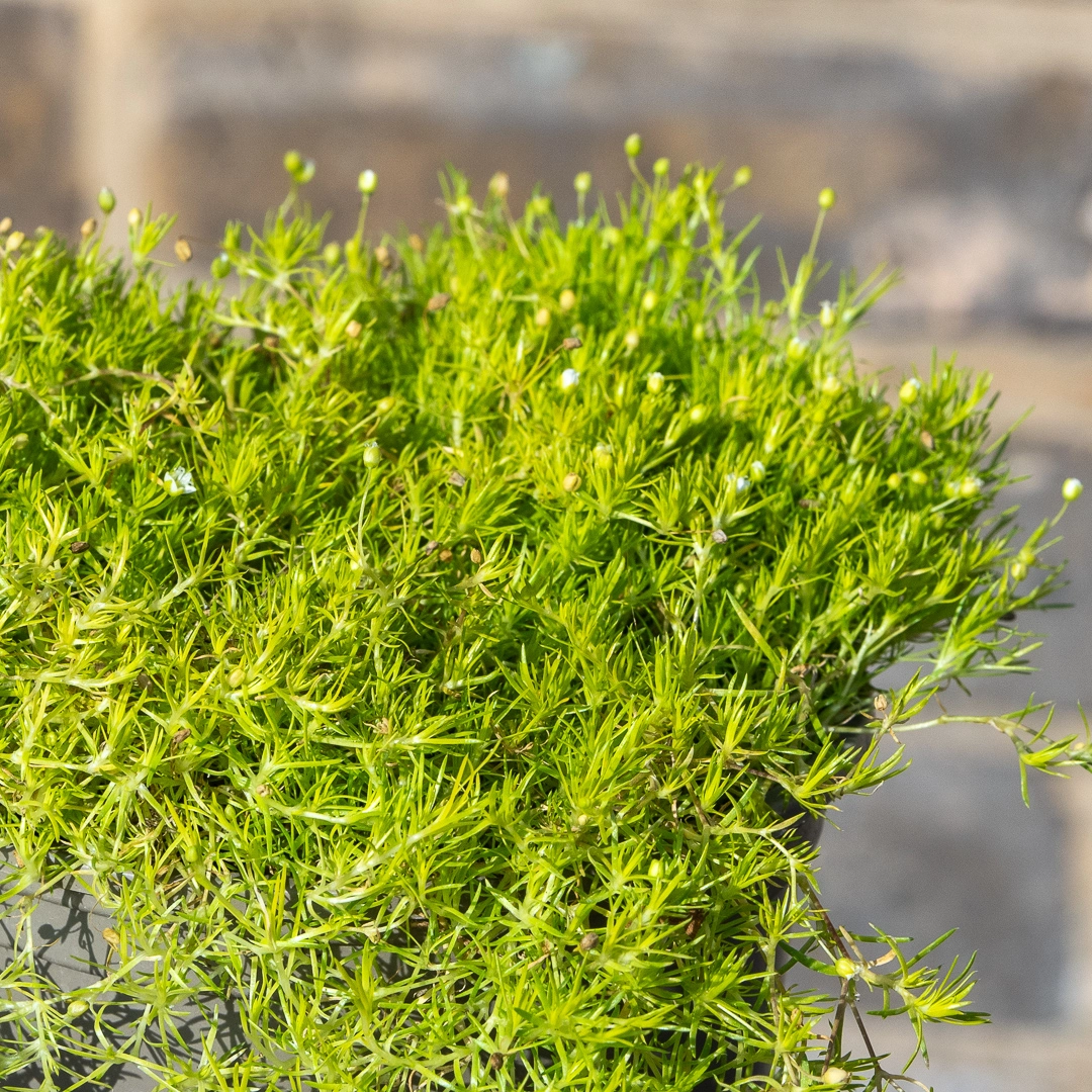 Sagina 'Lime Moss' (Pot Size 11cm) - The Boma Garden Centre