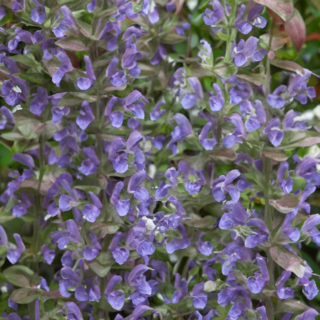 Salvia 'Bumble Sky' (Pot Size 3L) - The Boma Garden Centre