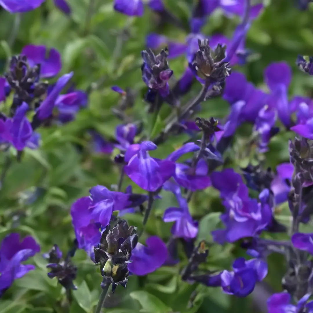 Salvia greggii ‘Mirage Blue’ (Pot Size 17cm) Mirage Blue Sage - The ...
